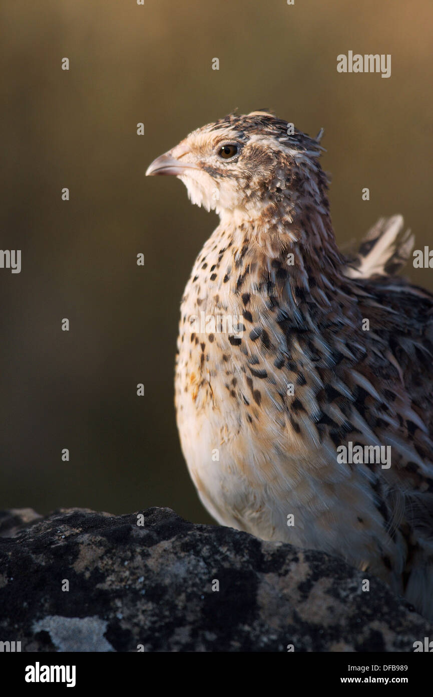 Quail (coturnix coturnix) hi-res stock photography and images - Alamy