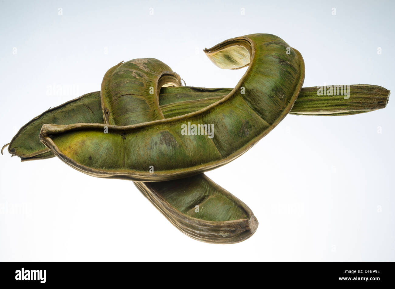 Pacae fruit (Inga brachyptera fruit). Original Peruvian fruit Stock ...