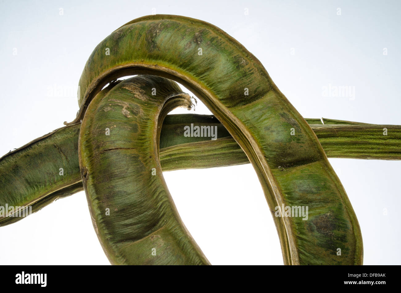 Pacae fruit (Inga brachyptera fruit). Original Peruvian fruit Stock ...