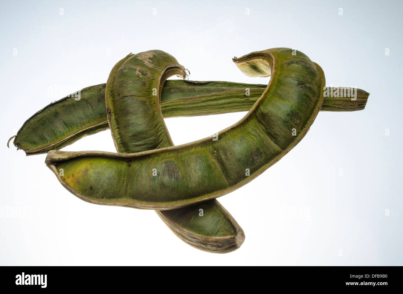 Pacae fruit (Inga brachyptera fruit). Original Peruvian fruit Stock ...