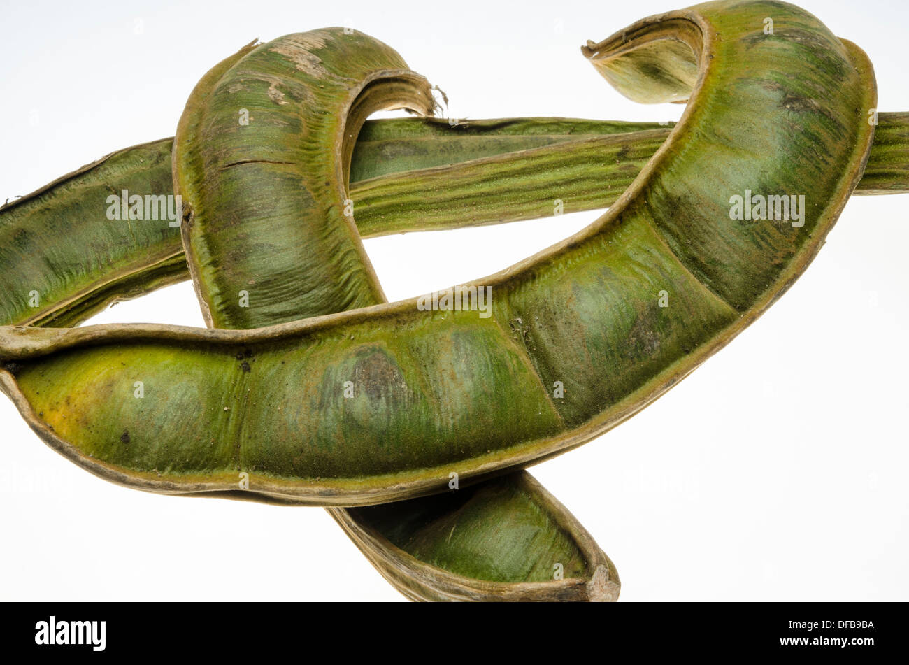 Pacae fruit (Inga brachyptera fruit). Original Peruvian fruit Stock ...