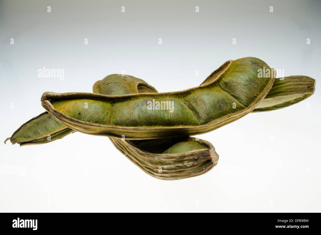 Pacae fruit (Inga brachyptera fruit). Original Peruvian fruit Stock ...