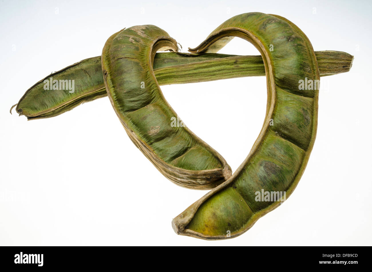 Pacae fruit (Inga brachyptera fruit). Original Peruvian fruit Stock ...