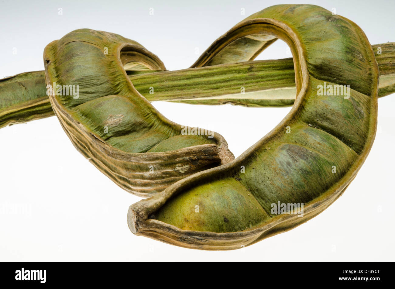 Pacae fruit (Inga brachyptera fruit). Original Peruvian fruit Stock ...