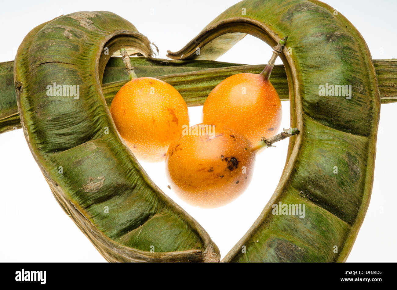 Pacae fruit (Inga brachyptera fruit) and the Sweet granadilla fruit ...