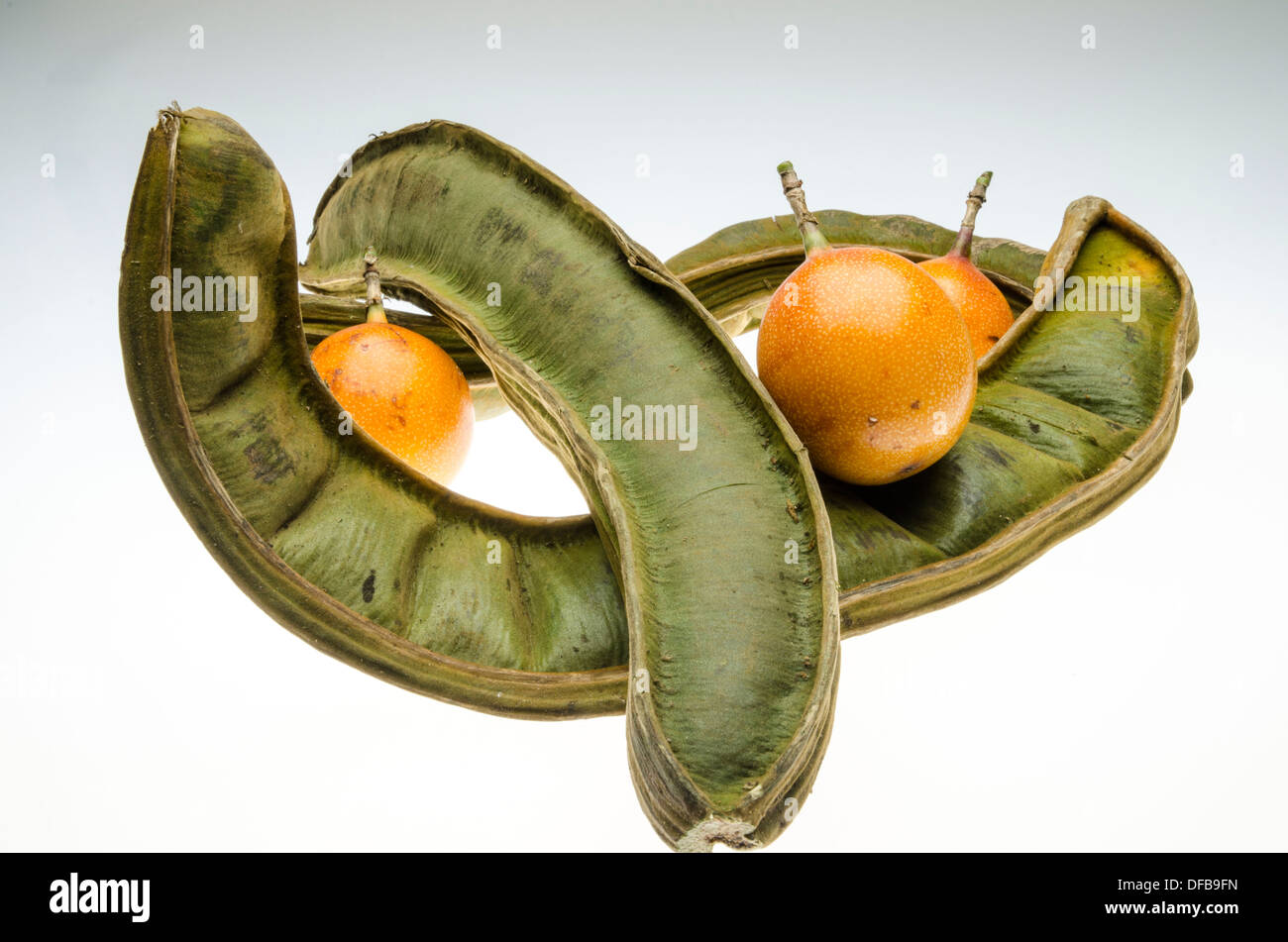 Pacae fruit (Inga brachyptera fruit) and the Sweet granadilla fruit ...
