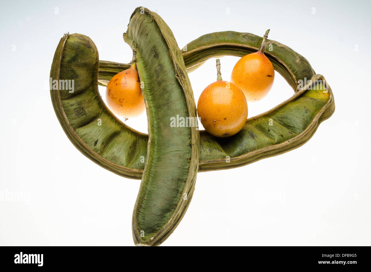 Pacae fruit (Inga brachyptera fruit) and the Sweet granadilla fruit ...