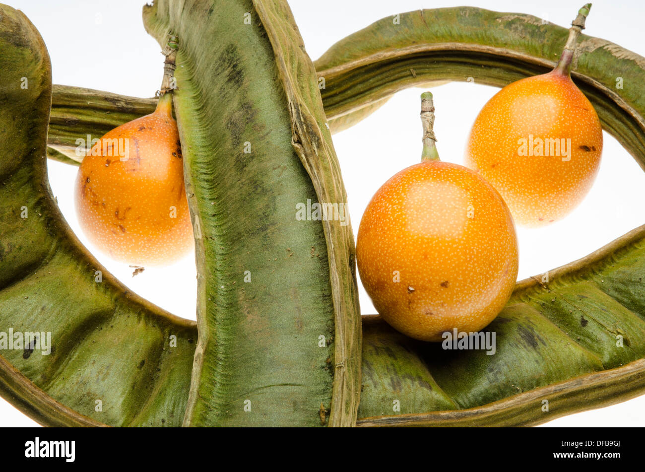Pacae fruit (Inga brachyptera fruit) and the Sweet granadilla fruit ...