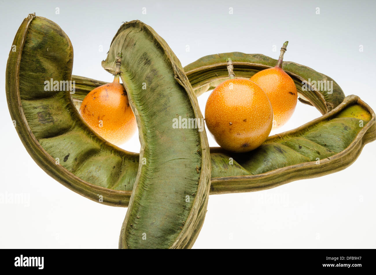 Pacae fruit (Inga brachyptera fruit) and the Sweet granadilla fruit ...