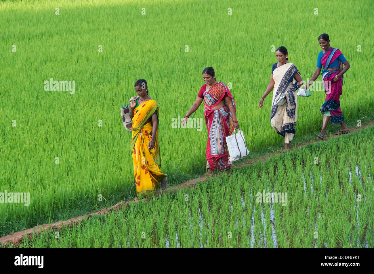 Indian women wearing colourful saris walking along a rice paddy. Andhra ...
