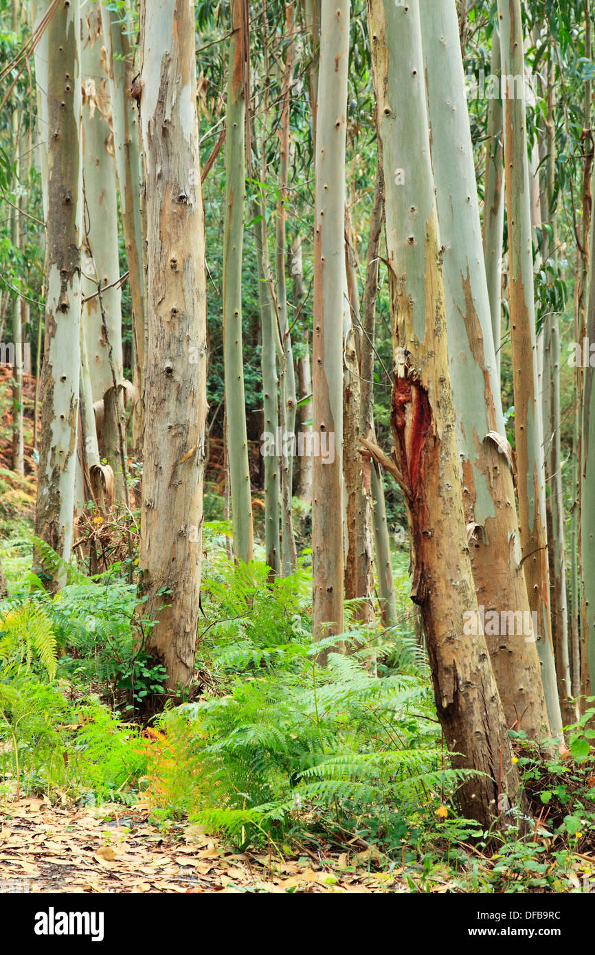 Eucalyptus Forest Stock Photos & Eucalyptus Forest Stock Images - Alamy