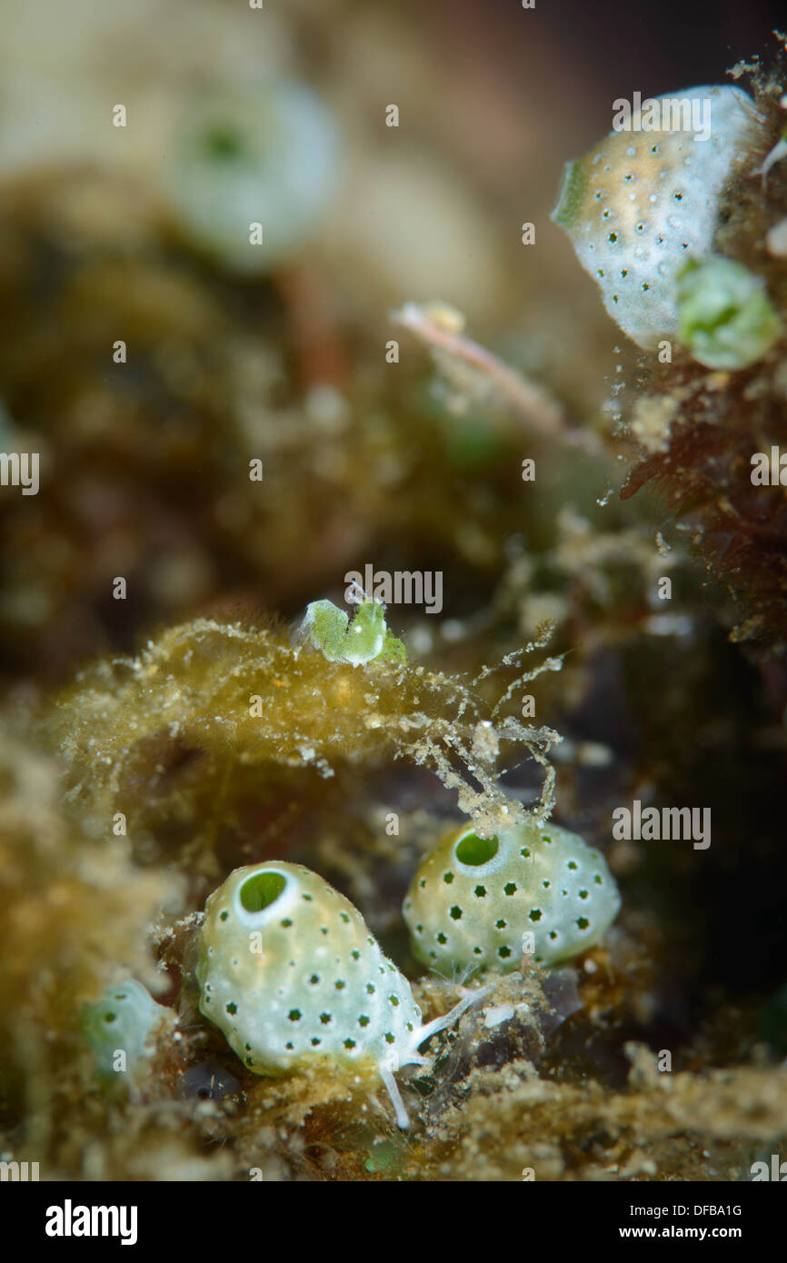 Green sea creatures hi-res stock photography and images - Alamy
