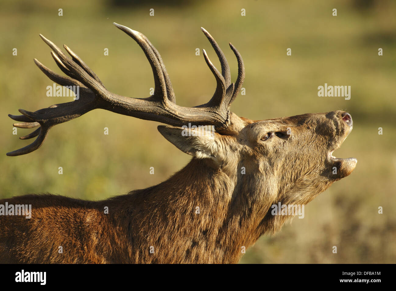 Bellow hi-res stock photography and images - Alamy