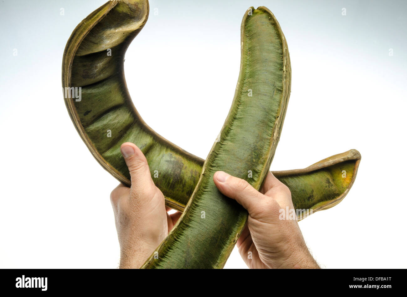 Pacae fruit (Inga brachyptera fruit). Original Peruvian fruit Stock ...