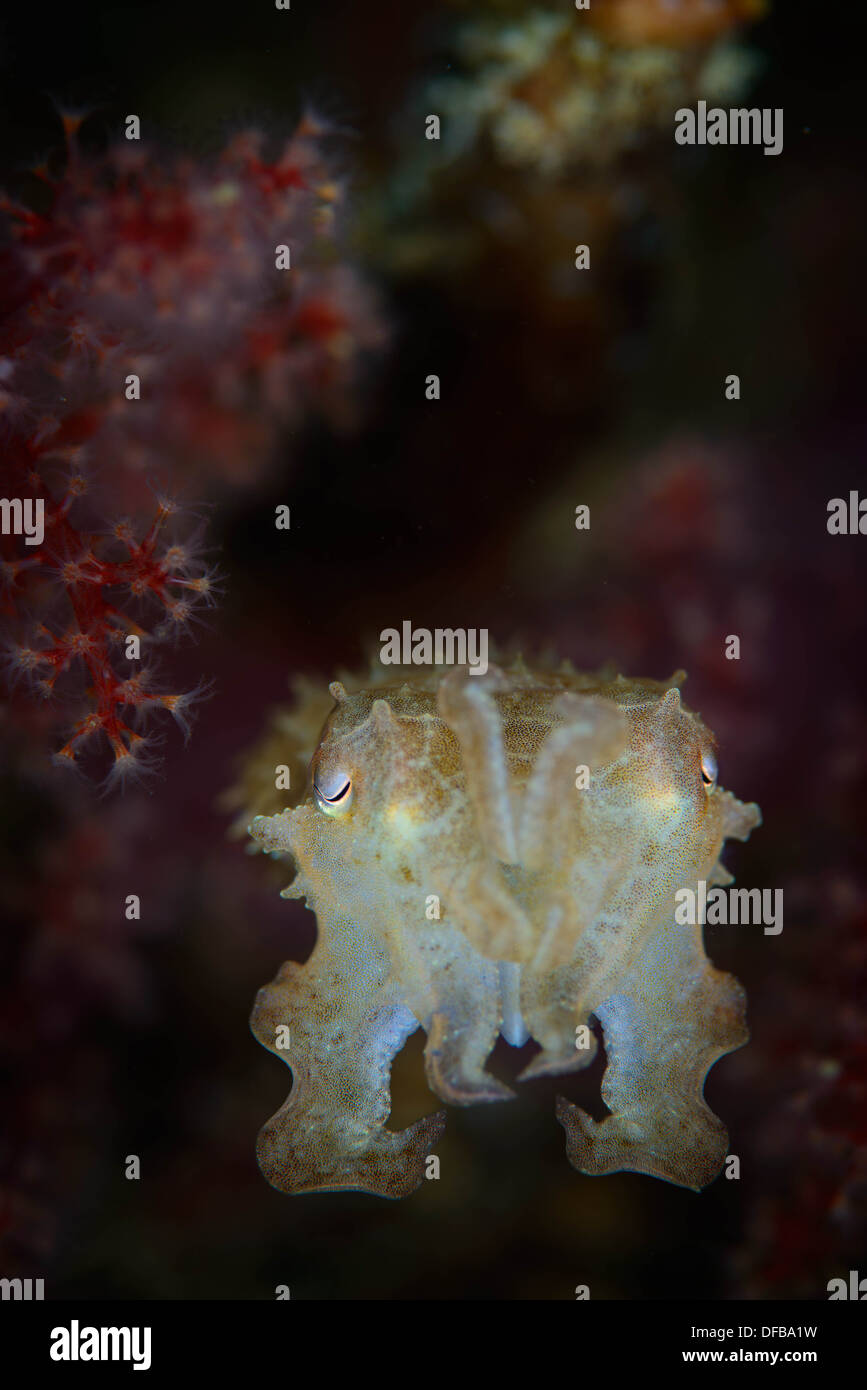 Soft cuttlefish hi-res stock photography and images - Alamy