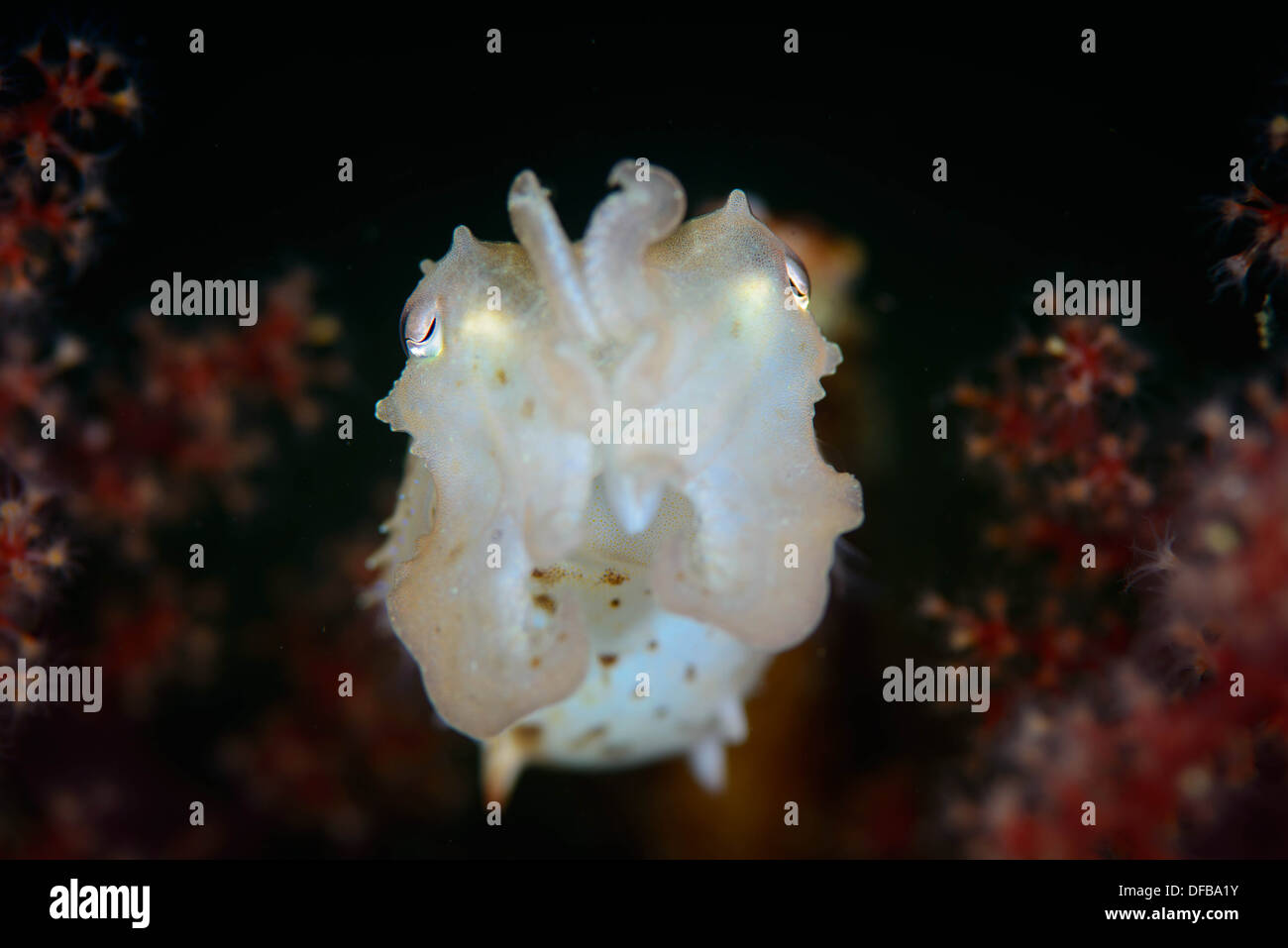 Live Baby Cuttlefish