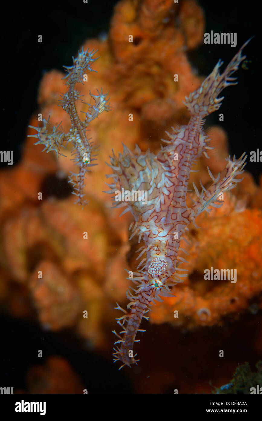 Pair of pipefish hi-res stock photography and images - Alamy