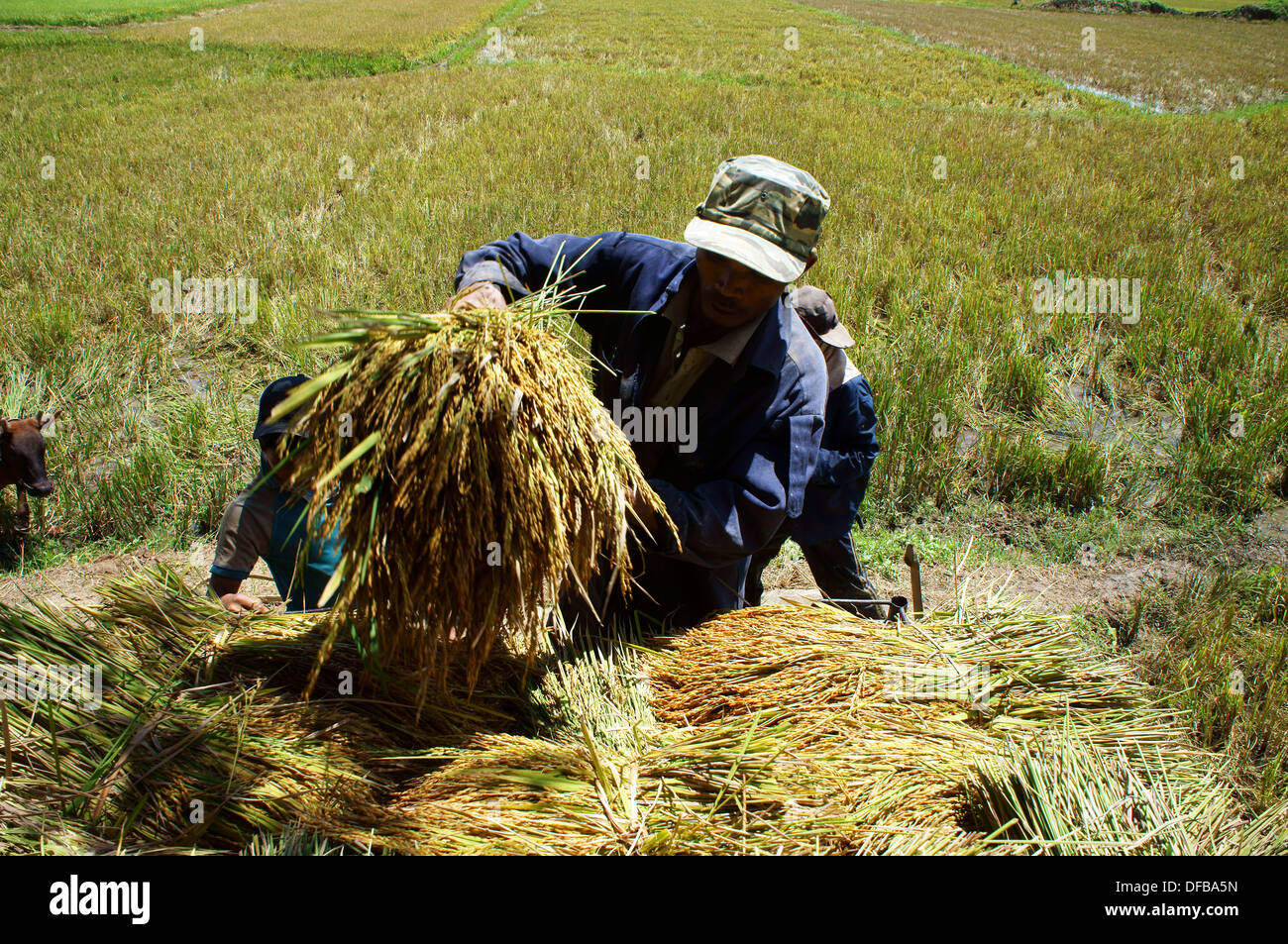 Farmer harvest hi-res stock photography and images - Alamy