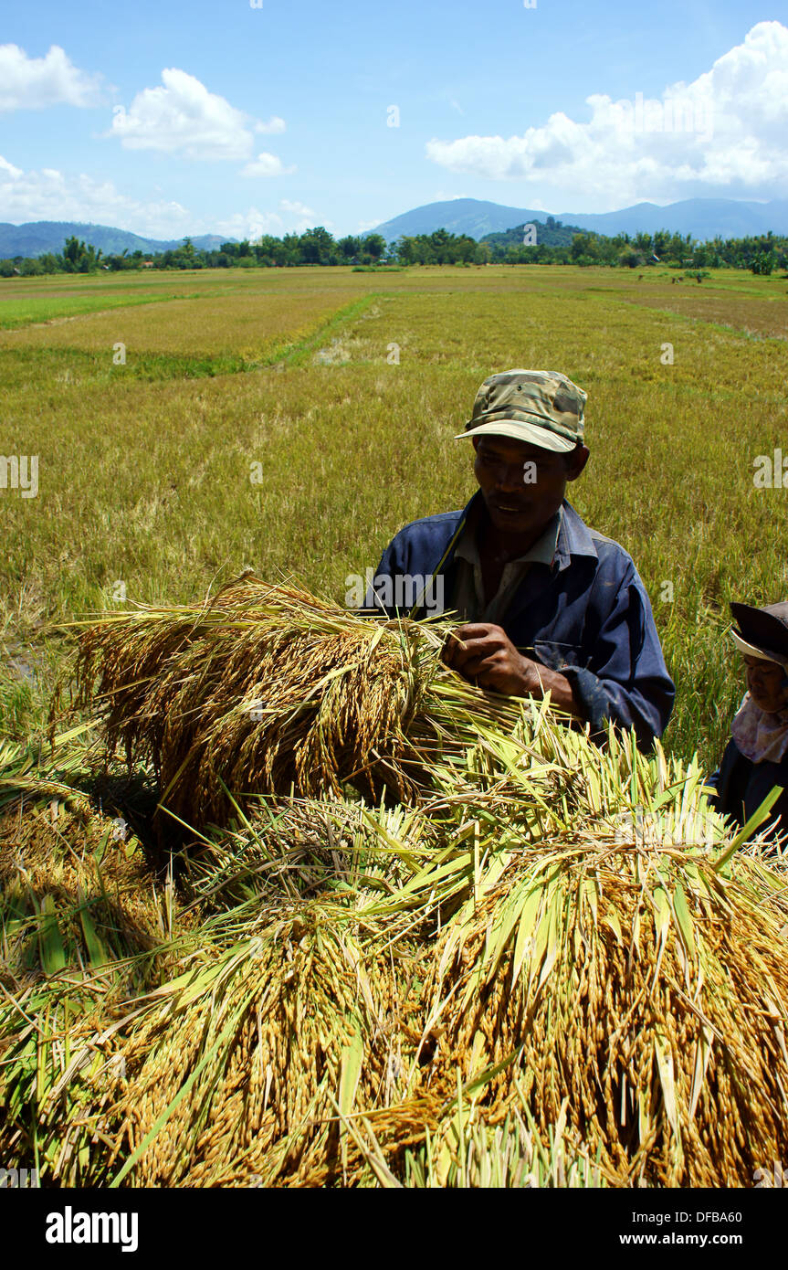 Farmer harvest rice on the field Stock Photo - Alamy
