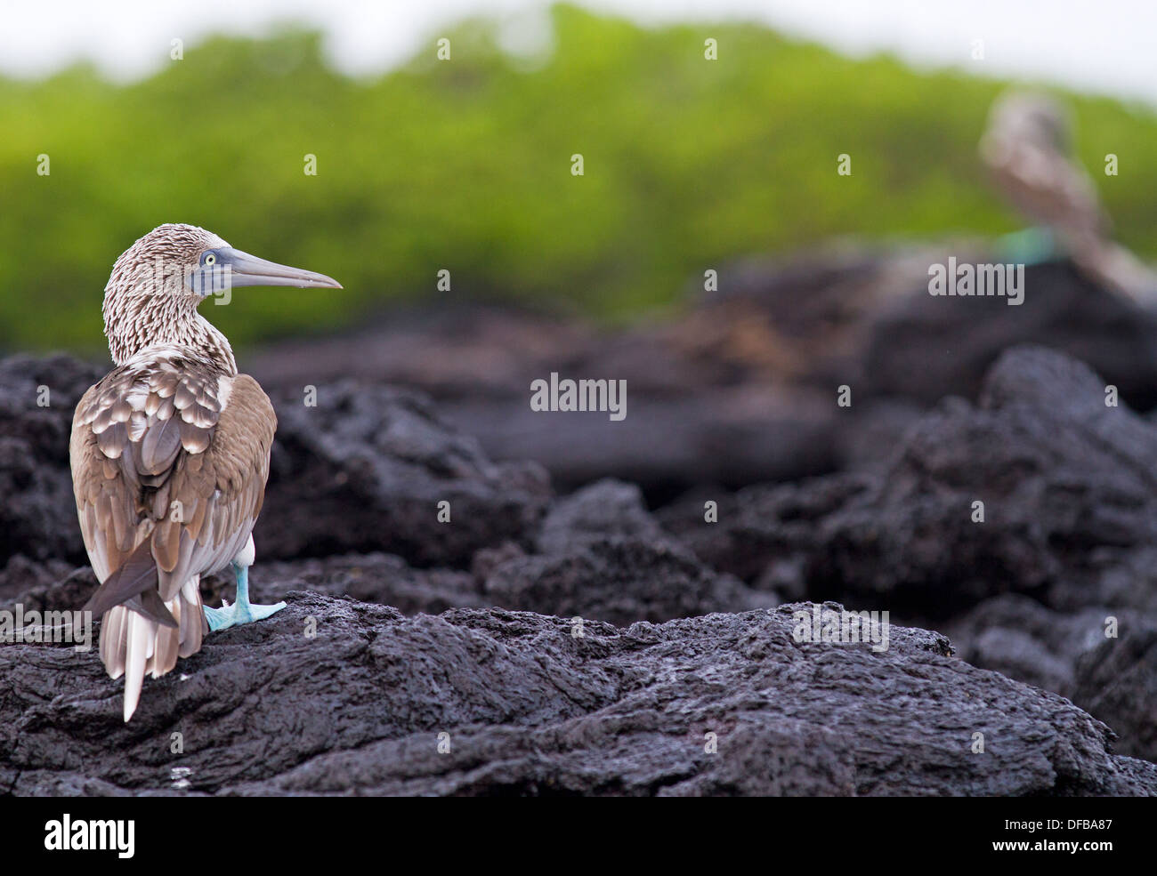 Blue footed booby bird hi-res stock photography and images - Alamy