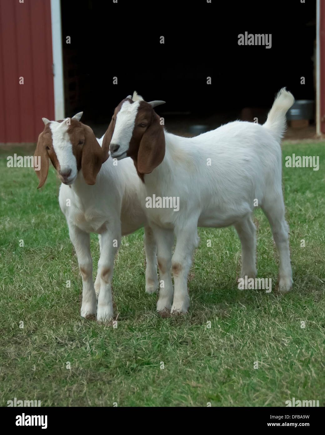 Two goats standing side by side in front of a red barn Stock Photo - Alamy
