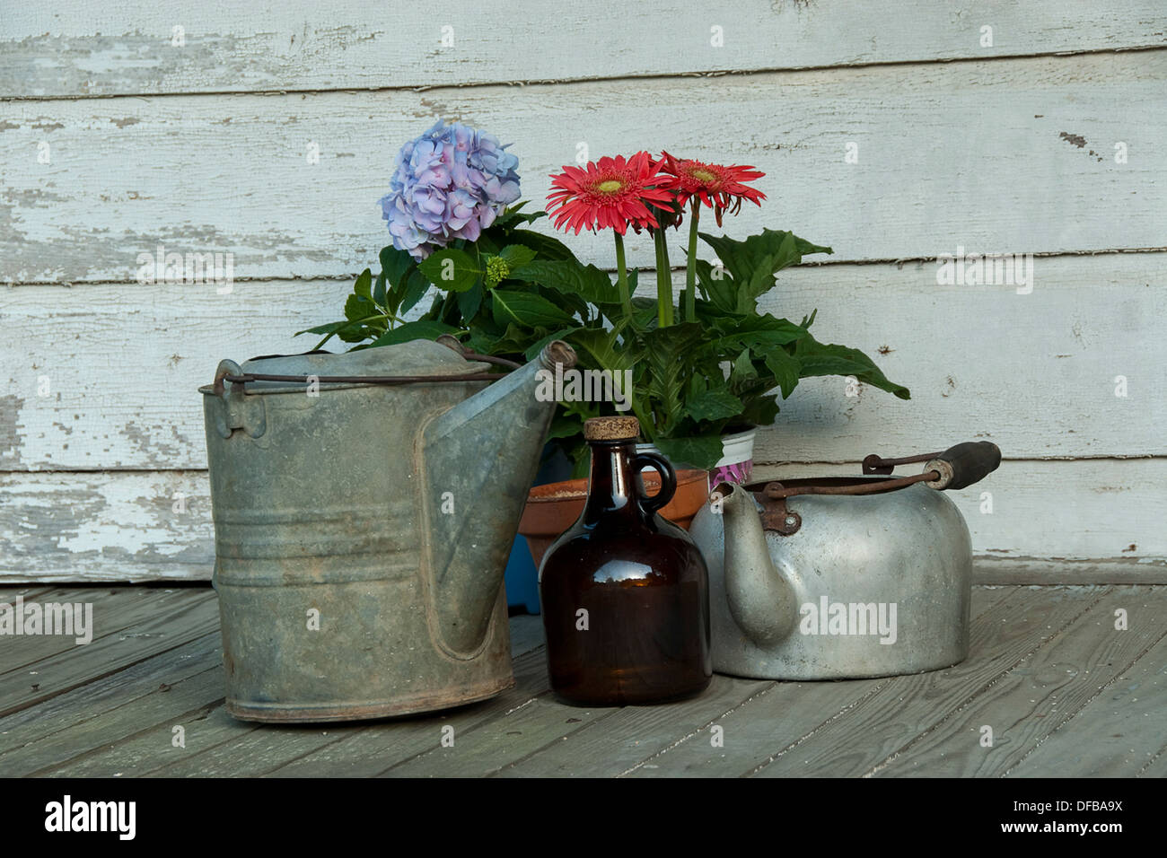 An old watering tin, tea pot, jug, gerber daisies and a hydrangea on a ...