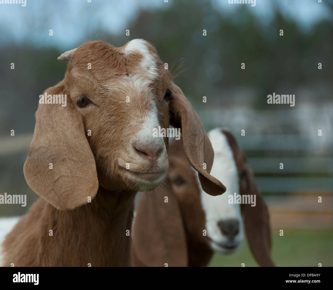 A close-up of a goats face with a second goat standing behind Stock ...
