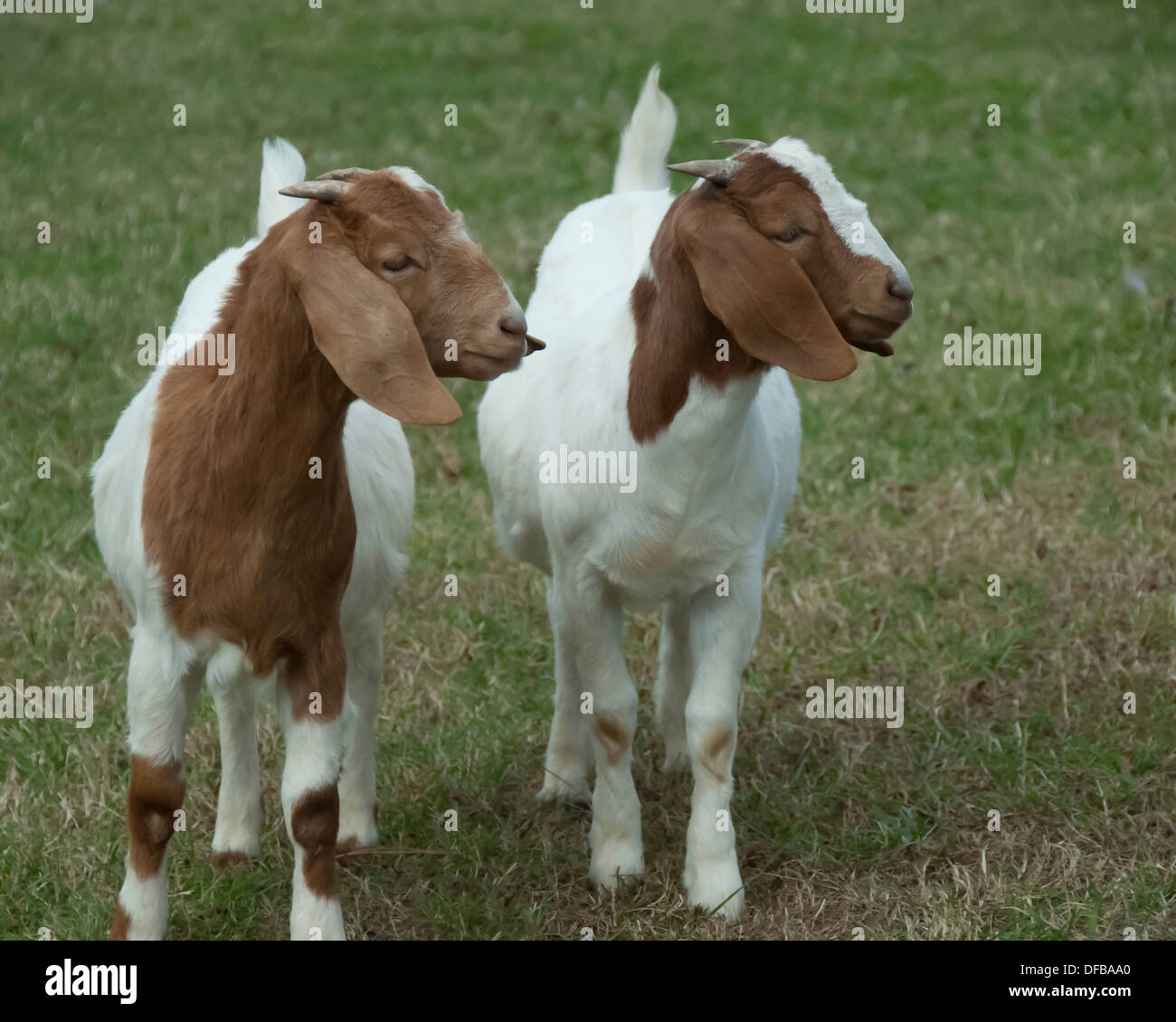 Two goats standing in a field of green grass Stock Photo - Alamy