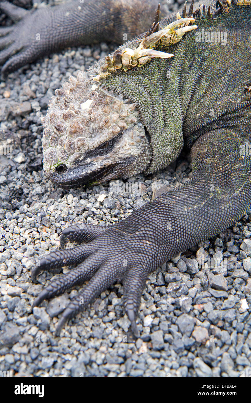 Iguana wildlife hi-res stock photography and images - Alamy