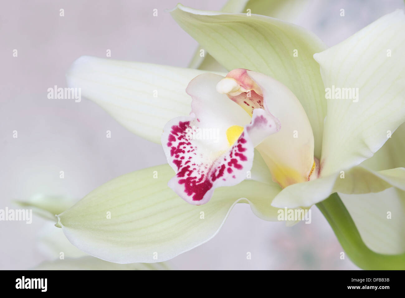 Cymbidium orchid white flower hi-res stock photography and images - Alamy
