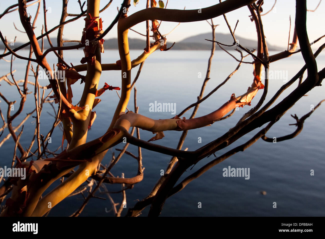 Madrona tree hi-res stock photography and images - Alamy
