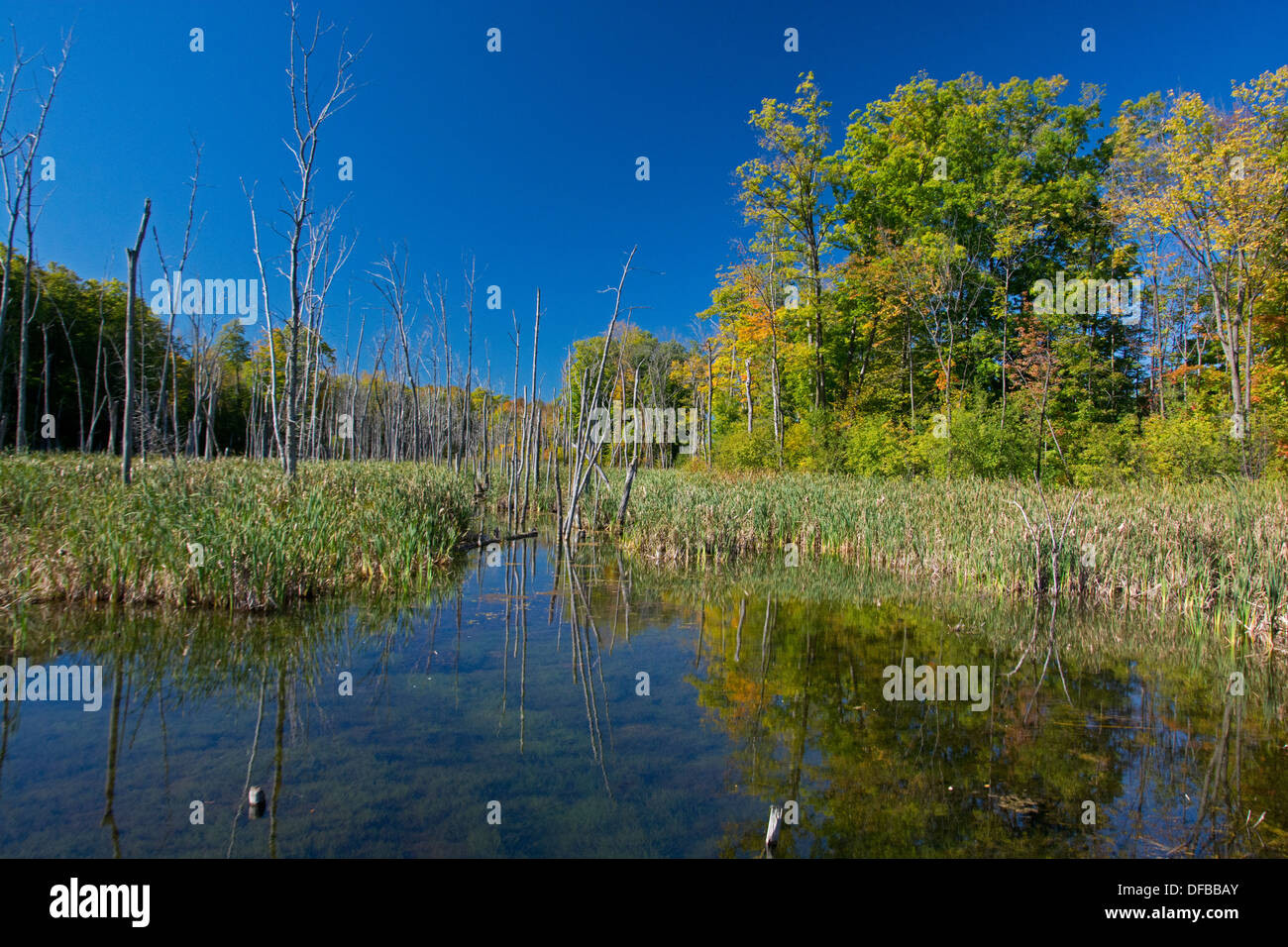 A view of the marsh on Ile Bizard Stock Photo - Alamy