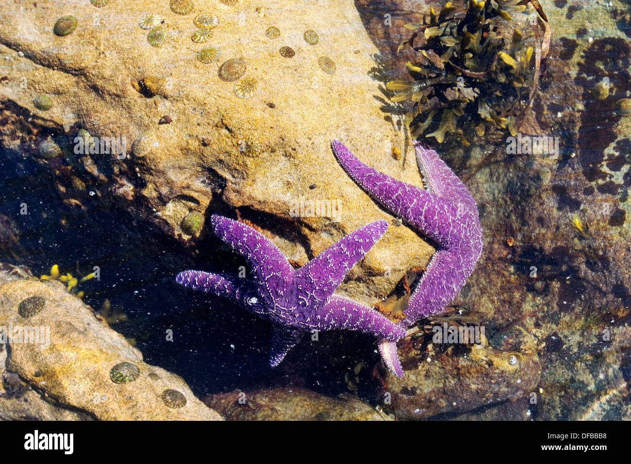 Purple starfish sea stars in shallow waters of Strait of Juan de Fuca ...