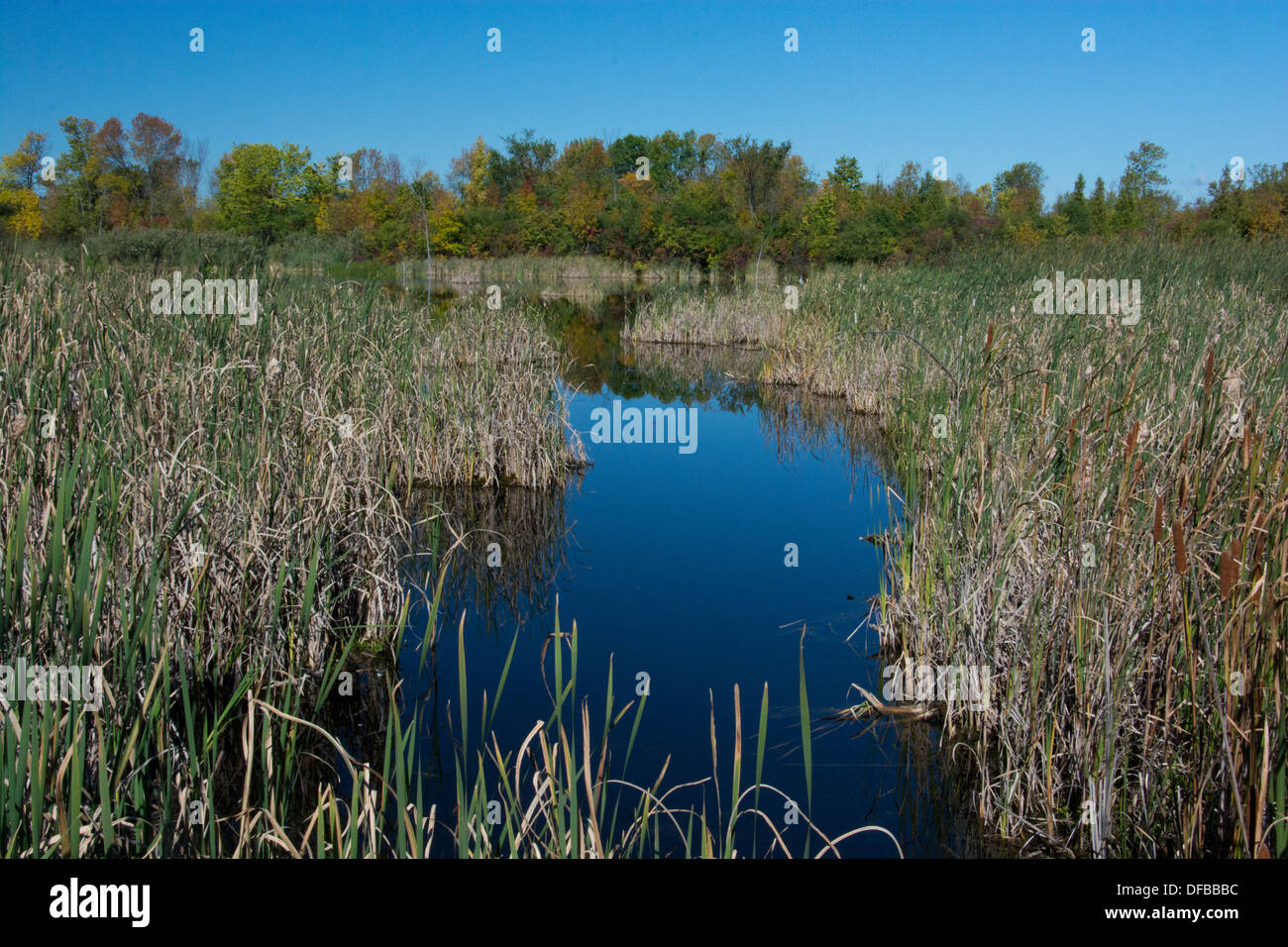 A view of the marsh on Ile Bizard Stock Photo - Alamy