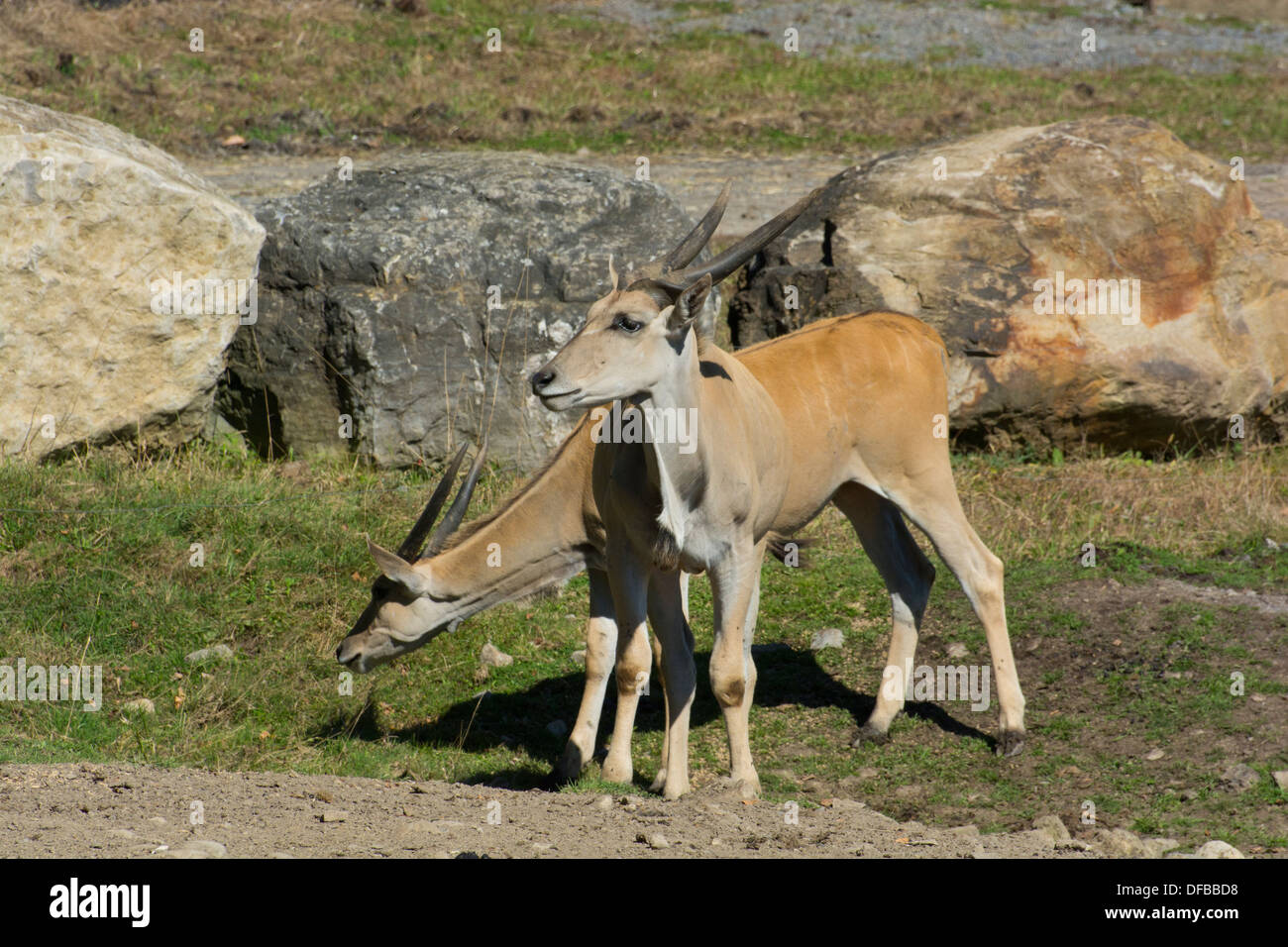 Common elands hi-res stock photography and images - Alamy