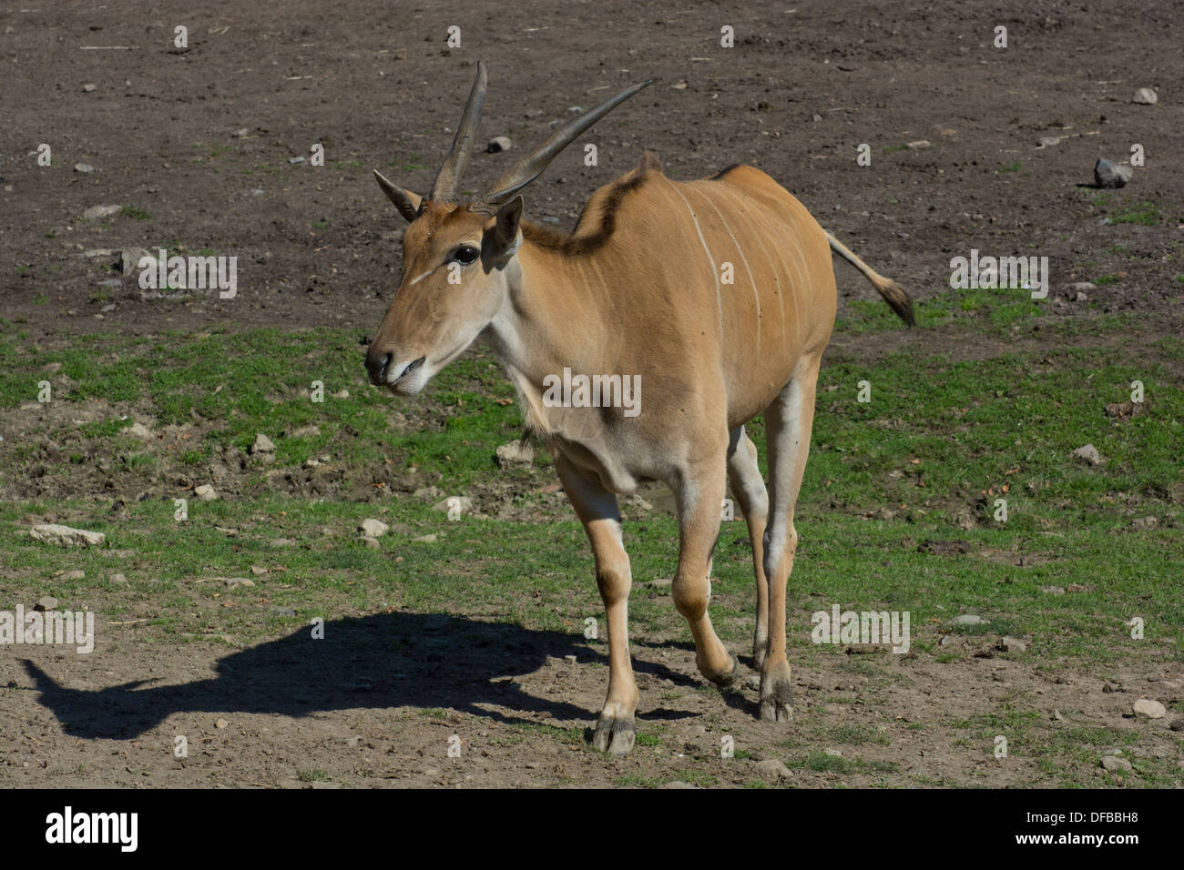 A Common Eland Stock Photo - Alamy