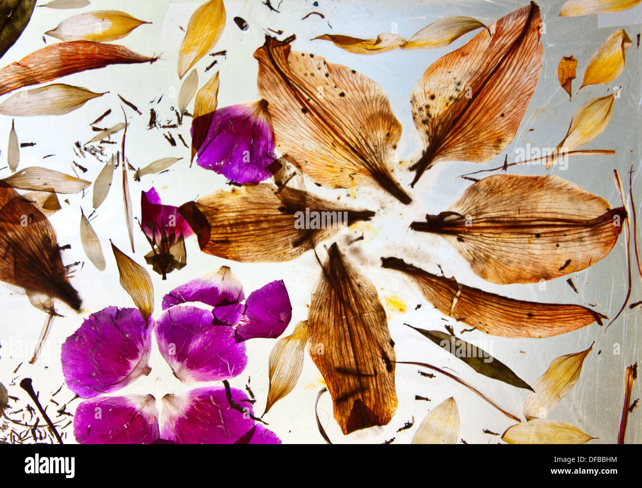 Botanical arrangement of petals on milky white see through background ...