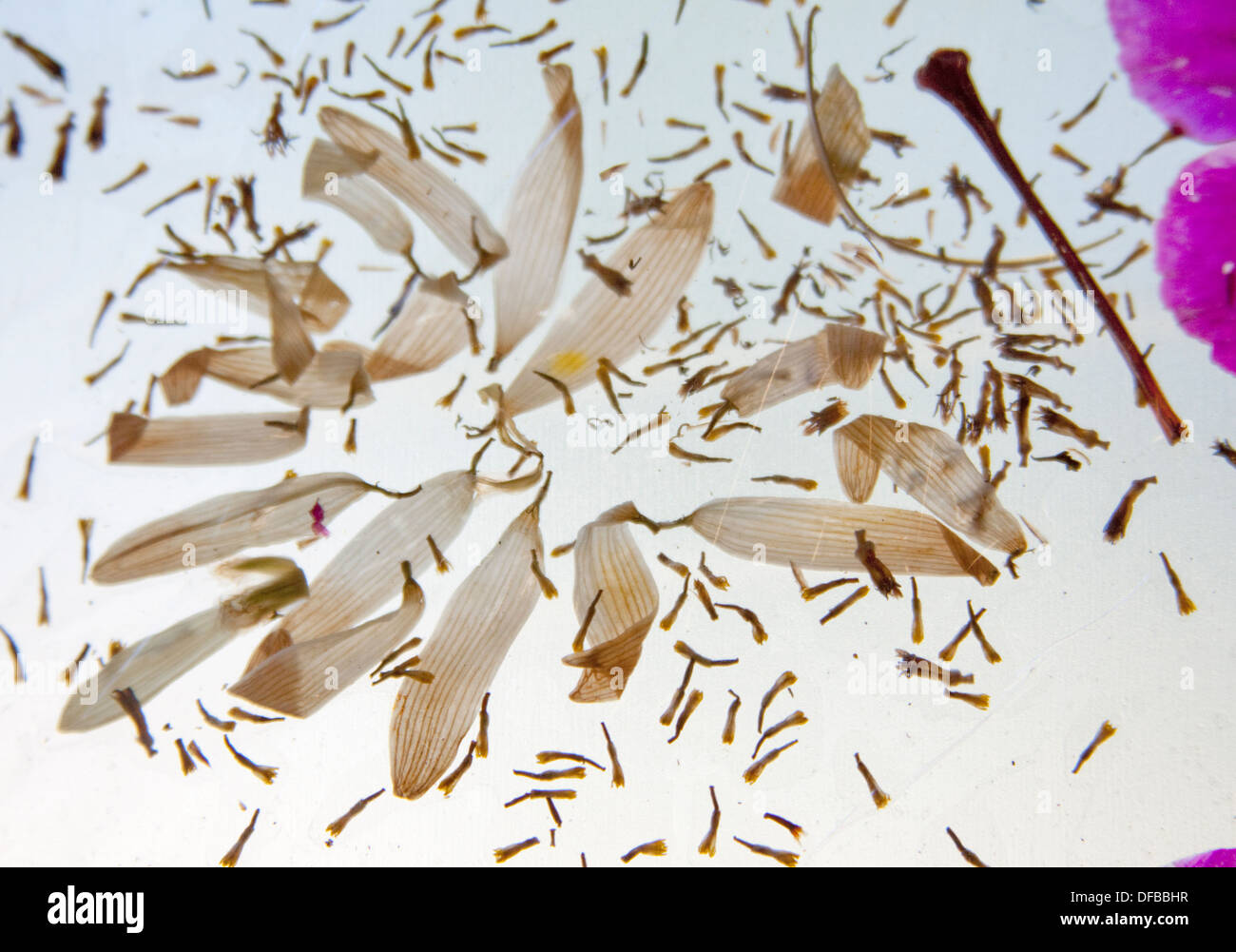 Botanical arrangement of petals on milky white see through background ...
