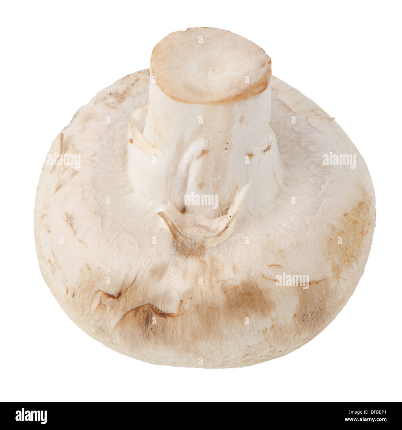 Champignon mushroom. Isolated on white background Stock Photo - Alamy