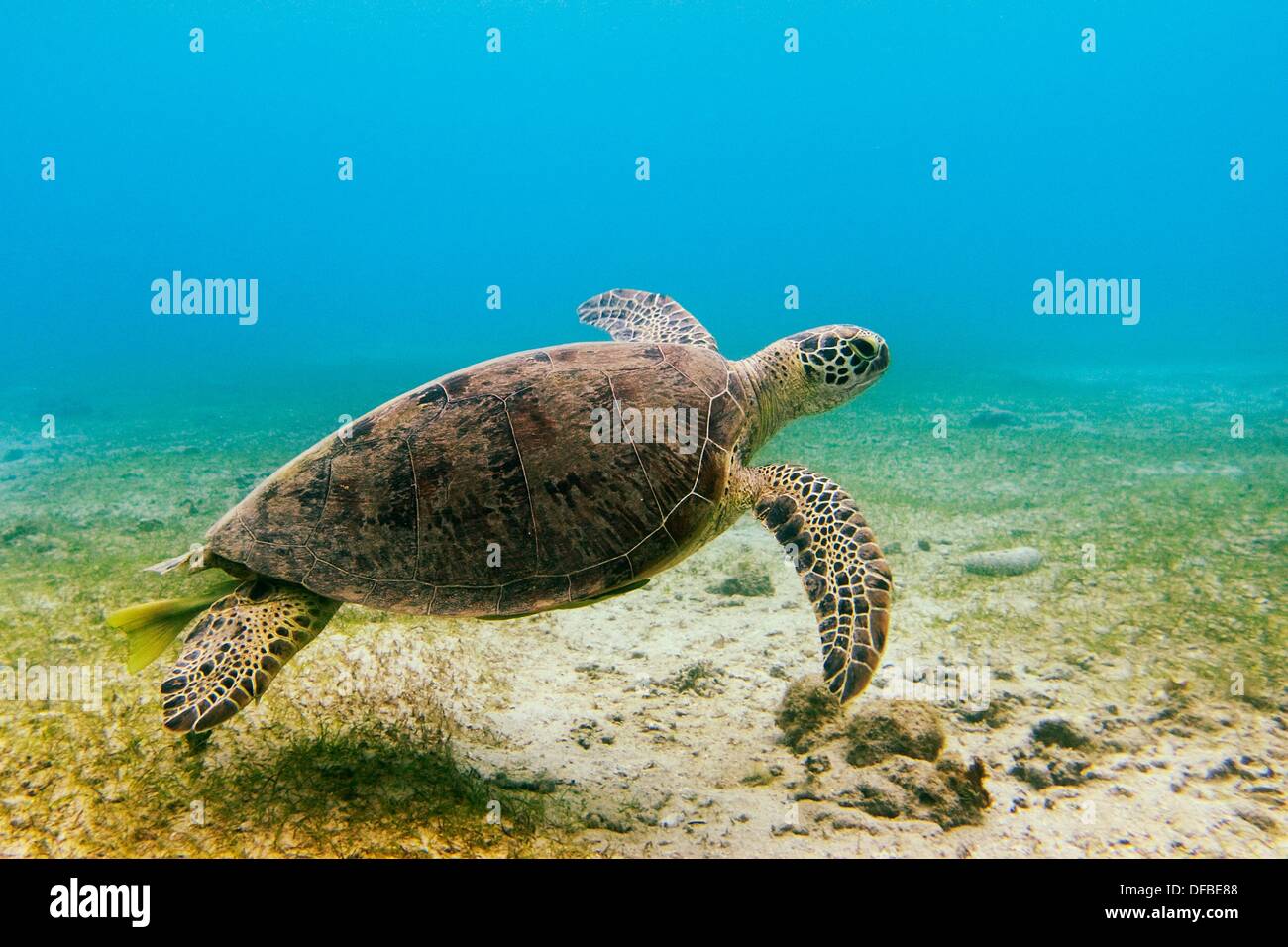 Mayotte comores hi-res stock photography and images - Alamy