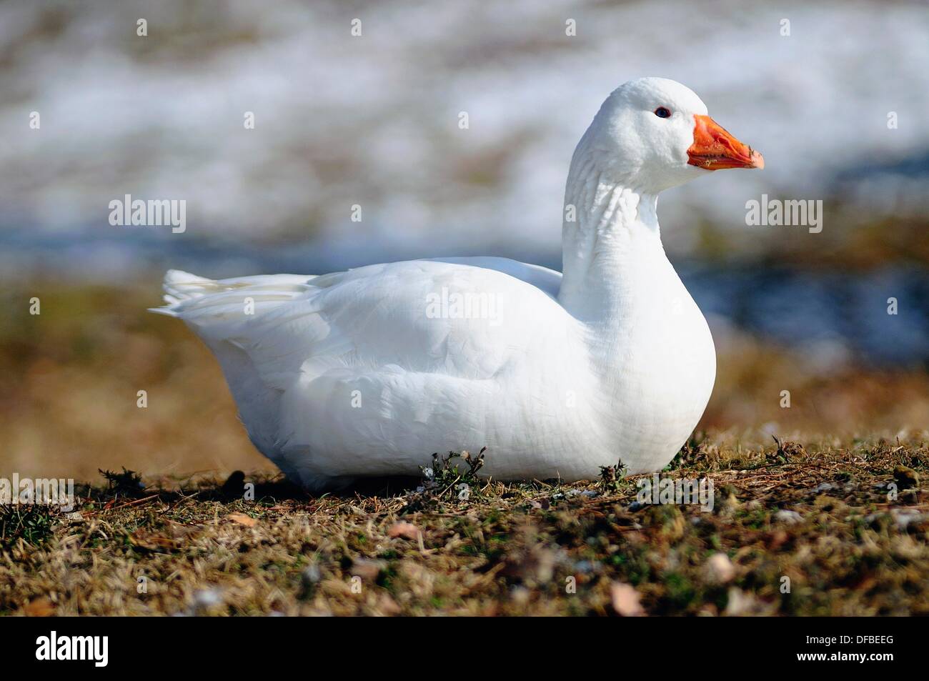 Ganso comun hi-res stock photography and images - Alamy