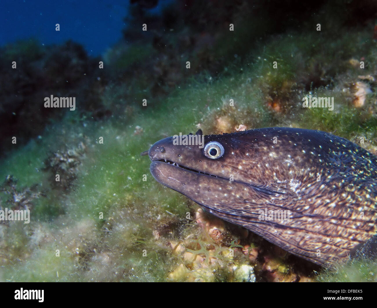 Mediterranean moray (Muraena helena Stock Photo - Alamy