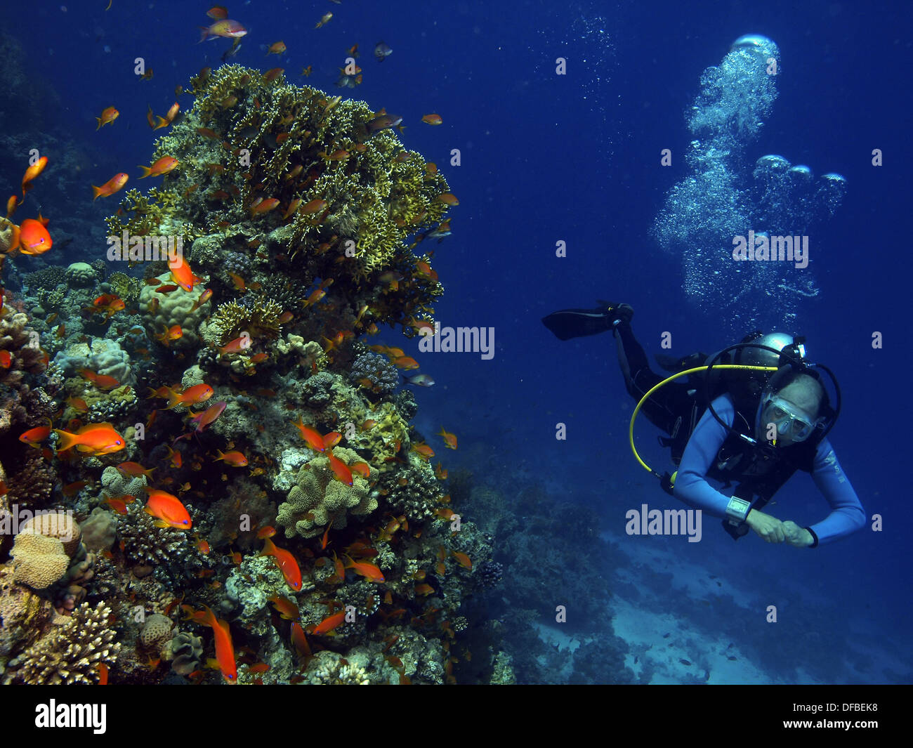 Coral reed hi-res stock photography and images - Alamy