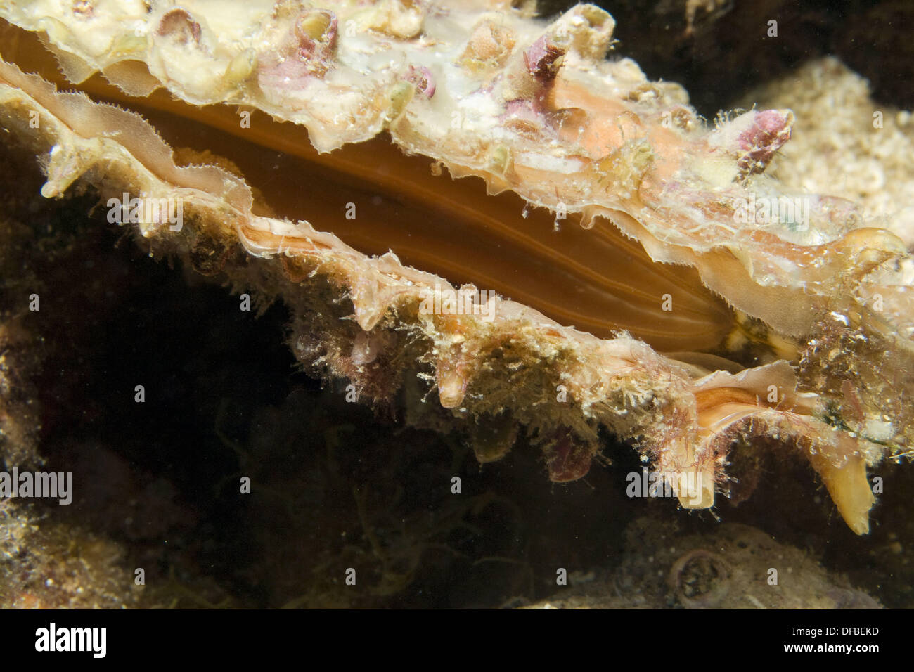 Pen shell (pinna nobilis) hi-res stock photography and images - Alamy