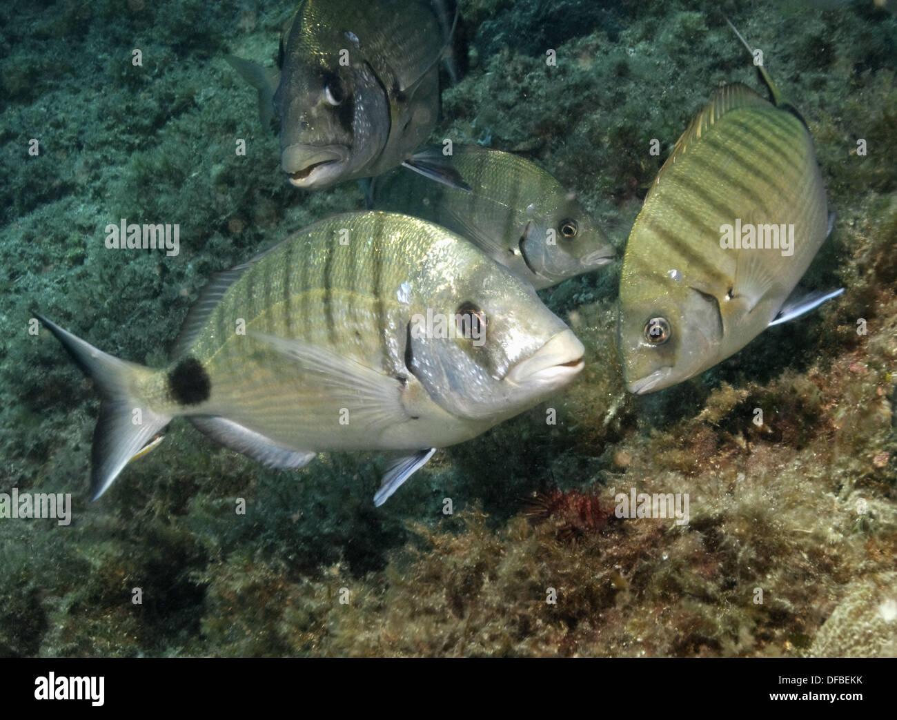 Sargo fish hi-res stock photography and images - Alamy