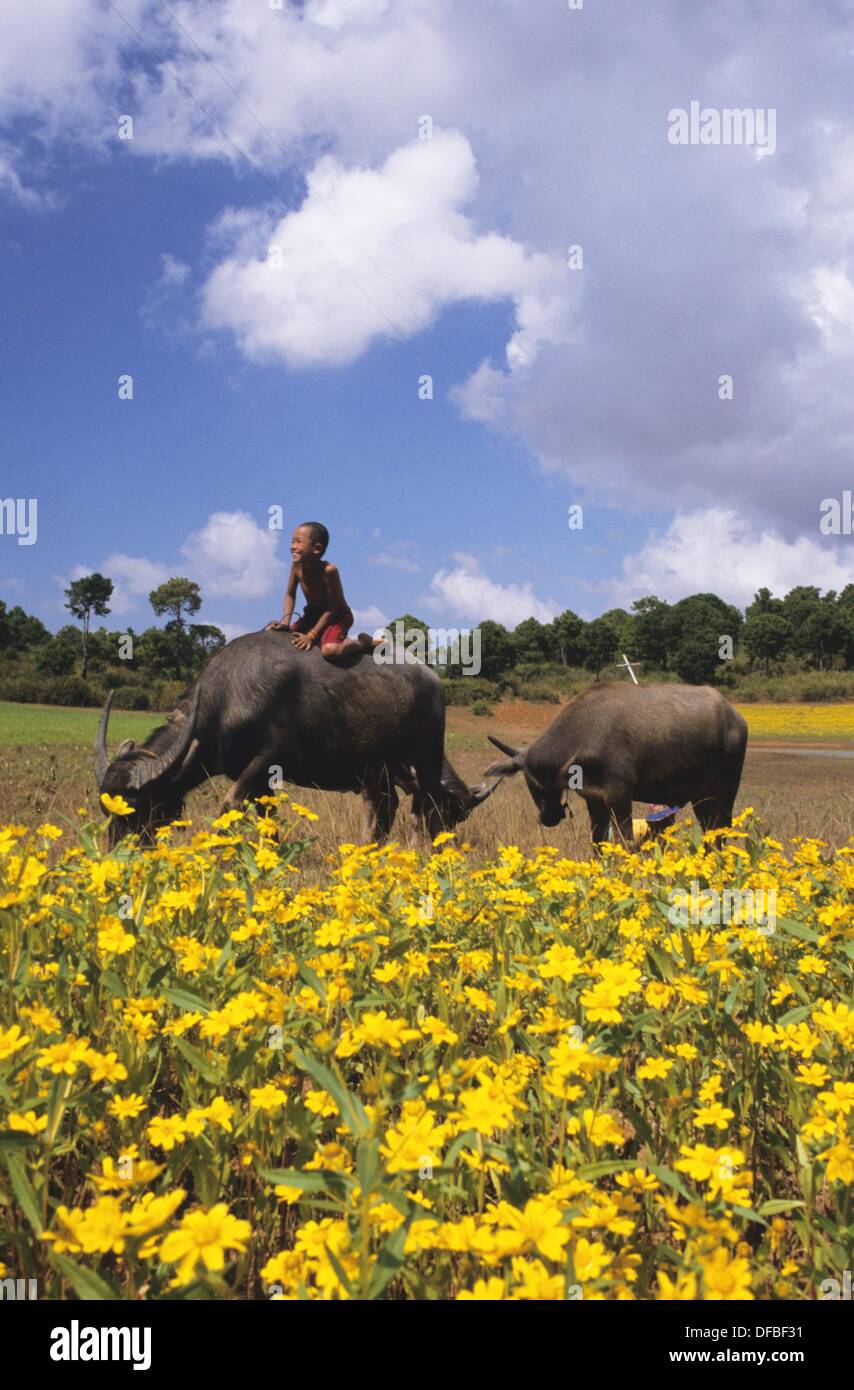 Animal child alm hi-res stock photography and images - Alamy