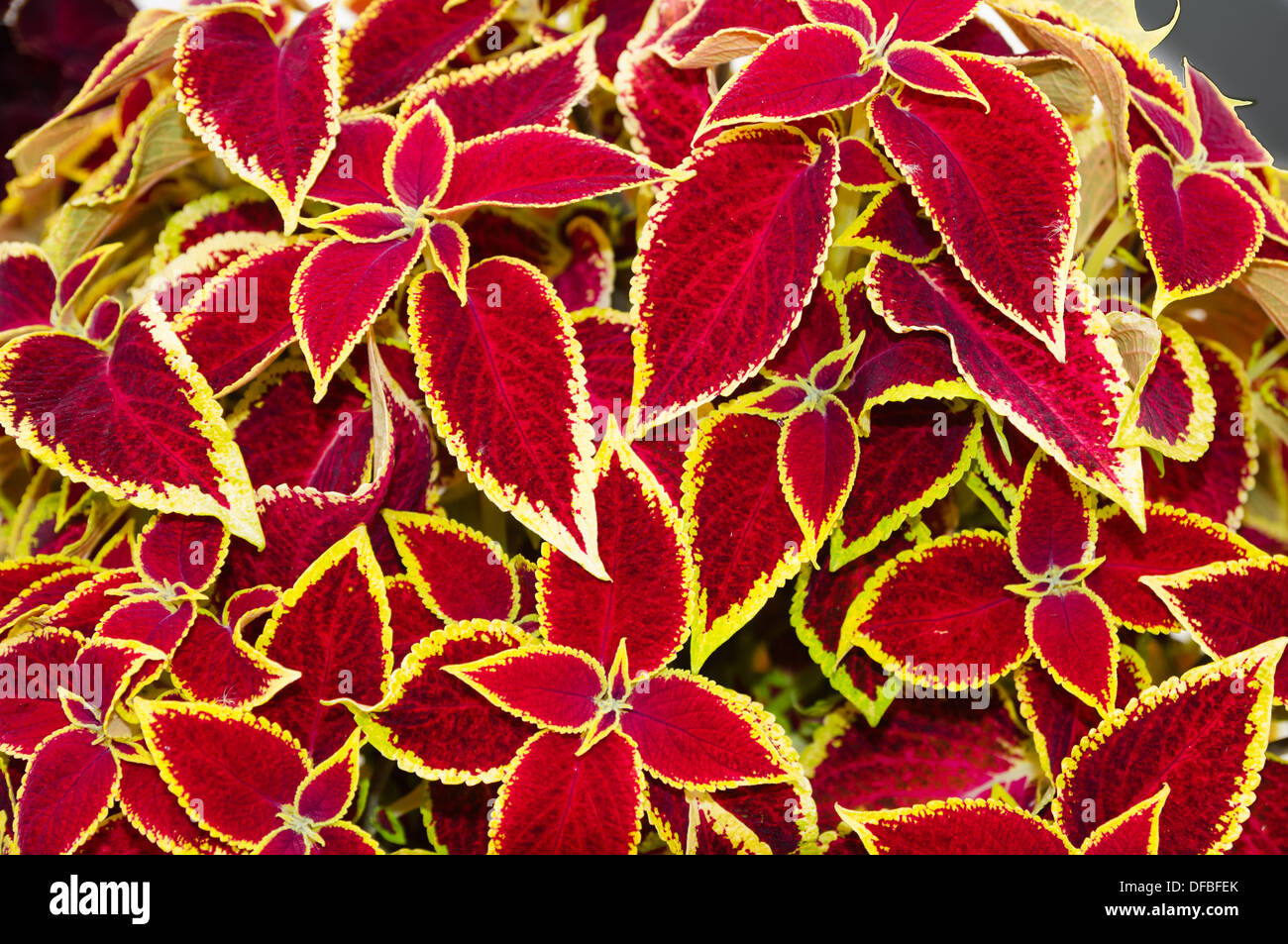 Coleus plant hi-res stock photography and images - Alamy
