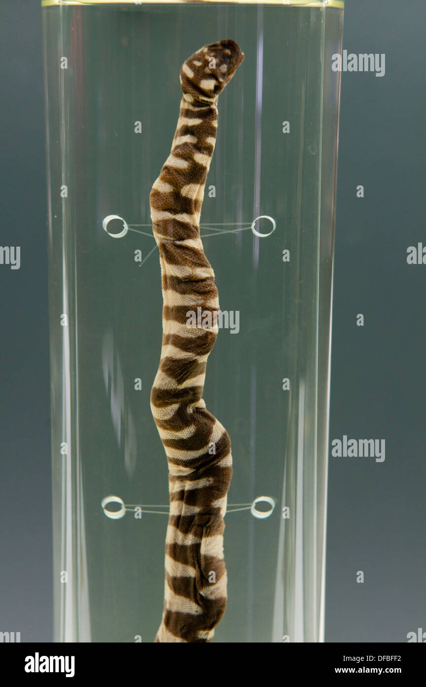 Acrochordus hi-res stock photography and images - Alamy