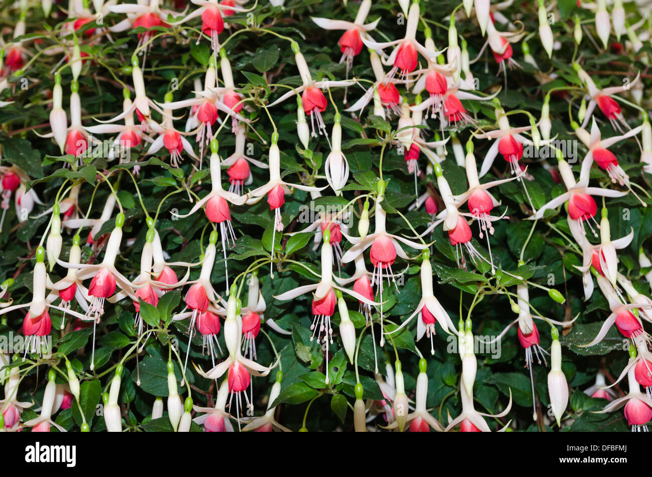 Fuchsia Plant House Stock Photos & Fuchsia Plant House Stock Images - Alamy