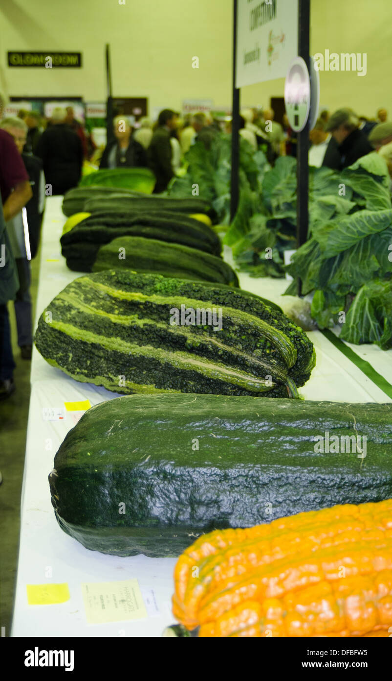 Giant marrows on a show bench Stock Photo - Alamy